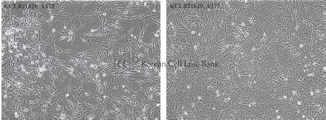 Korean Cell Line Bank