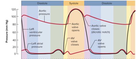 Physiology Of The Cardiac Cycle Flashcards Quizlet