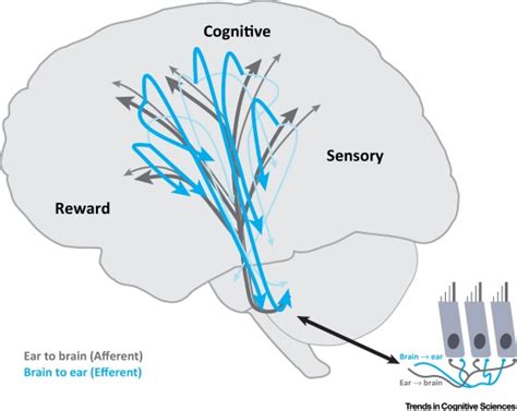 unraveling the biology of auditory learning a cognitive sensorimotor reward framework trends
