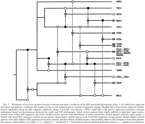 the genealogical world of phylogenetic networks what are evolutionary networks currently used for