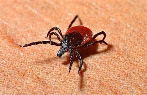 Qué es la Rickettsia y cuáles son los síntomas