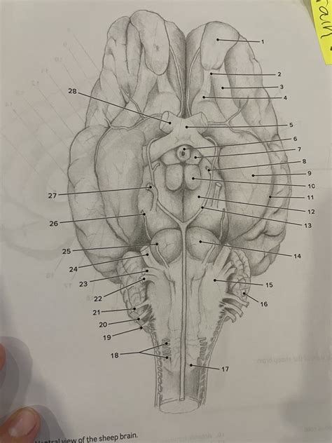 Ventral View Of Sheep Brain Diagram Quizlet