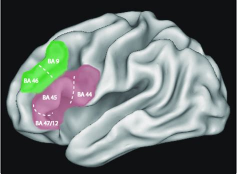 Ventrolateral Prefrontal Cortex