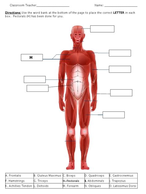 Muscle Fill In The Blank Worksheet PDF Joints Soft Tissue