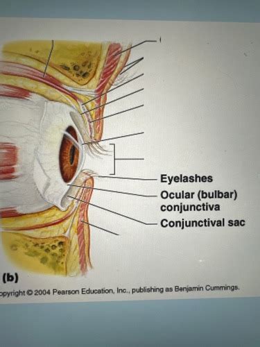 A Pii Anatomy Of The Eye Flashcards Quizlet