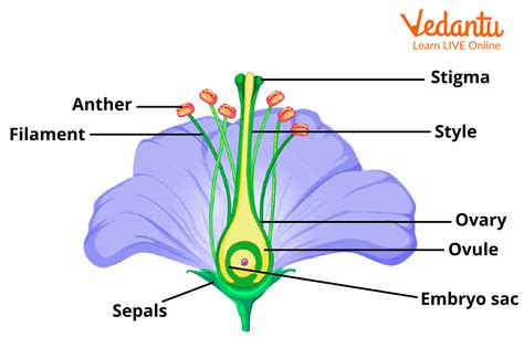 Fertilization In Plants Steps Types And Diagram
