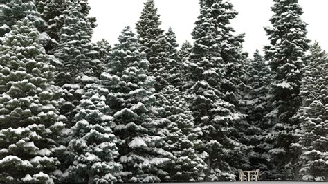 20 棵有雪的云杉树 3D模型 150 max c4d fbx Free3D