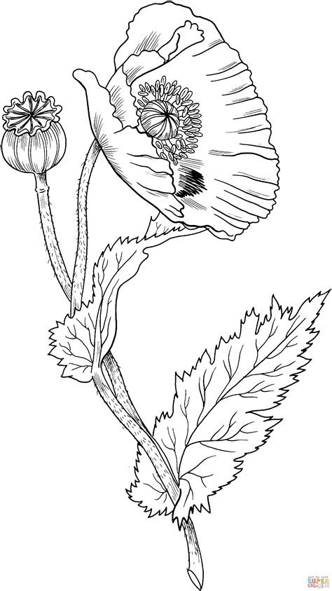 Disegno Di Il Papavero Da Oppio Da Colorare Disegni Da Colorare E