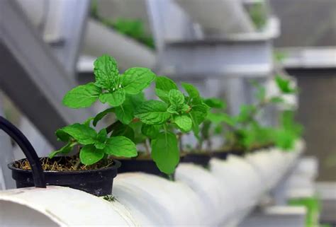 Cómo plantar menta en una taza para decorar y perfumar toda la casa