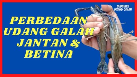 Ini Perbedaan Udang Jantan Dan Betina Delos Aqua The Best Porn Website