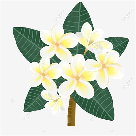 Plumeria Flower Hd Transparent White Plumeria Flower Plumeria Flower