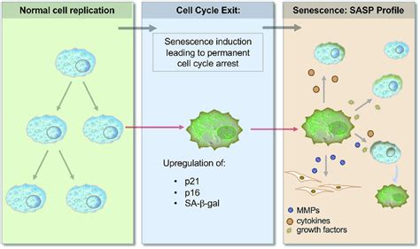 Hallmark Features Of A Senescent Cells Include Upregulation Of P21