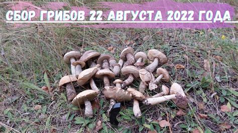 ГРИБНИК был несказанно рад Шикарный сбор ГРИБОВ 22 августа 2022 года
