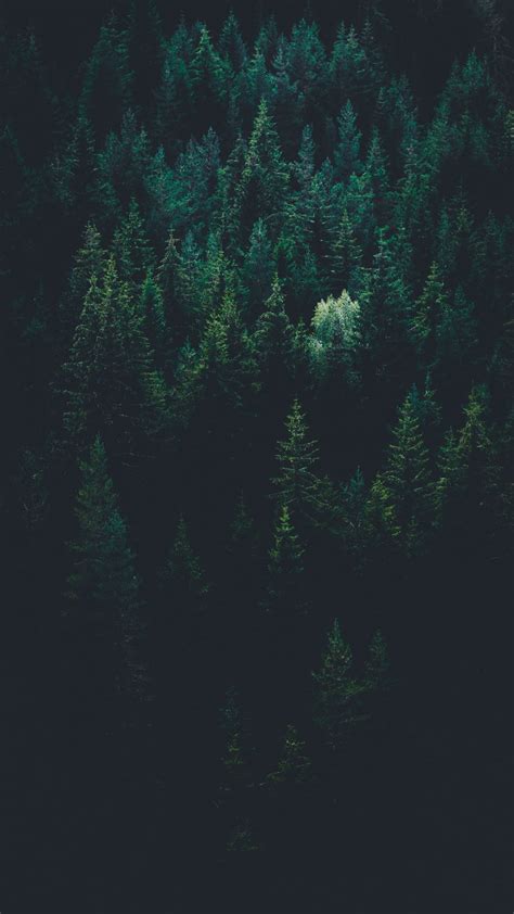 Dark Forest Wallpaper IXpap