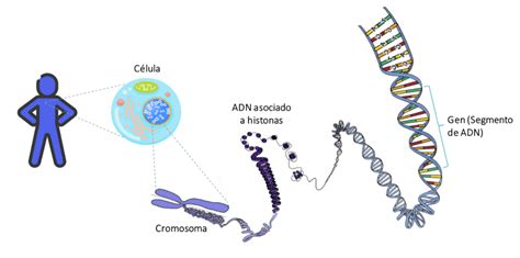 El ADN la molécula portadora de nuestra información genética AMDIC