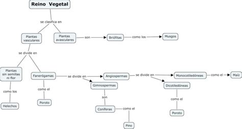 Arriba Imagen Mapa Mental Del Reino Plantae Abzlocal Mx