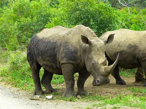 Rhino Rhinoceros Mammal Free Photo On Pixabay
