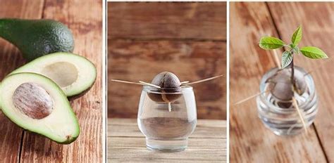 Germinar un Hueso de Aguacate Guía paso a paso Plaza de Abastos