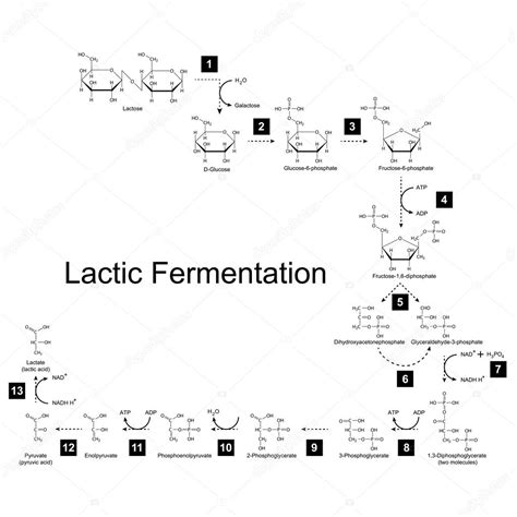 Schéma chimique de la voie métabolique de fermentation lactique image