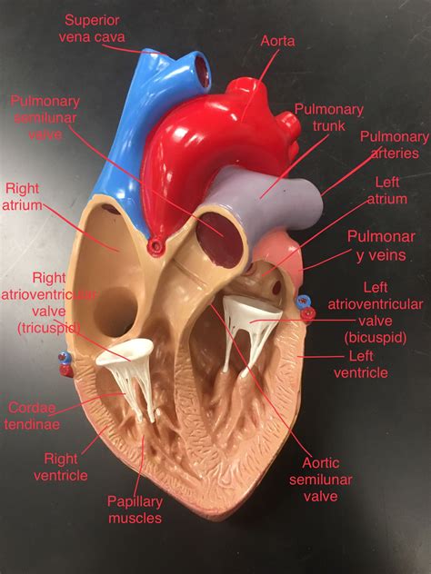 Pin On Nursing School Notes Basic Anatomy And Physiology Human