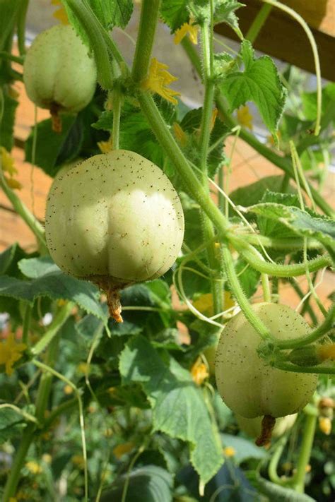 20 Best Mini Cucumber Varieties Small Cucumbers