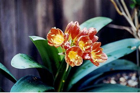 Clivia Flower Meaning Best Flower Site
