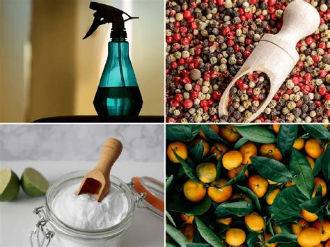 Los 20 mejores insecticidas naturales y caseros para cuidar tu jardín