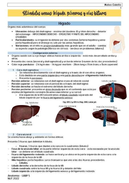 Anatomía de Glándulas Anexas Mateo Galetto uDocz