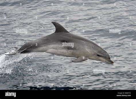 Común Delfín mular Tursiops truncatus porpoising Azores el Océano