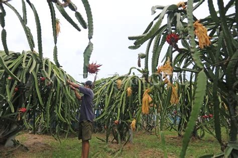 PANEN BUAH NAGA ANTARA Foto