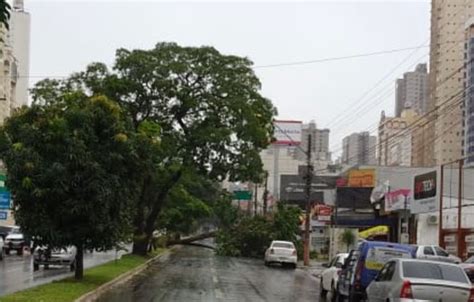 Forte chuva causa alagamentos quedas de árvores e transtornos na Feira