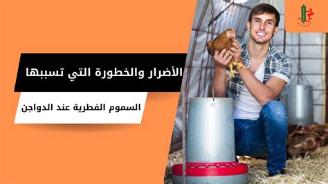 الأضرار والخطورة التي تسببها السموم الفطرية عند الدواجن YouTube