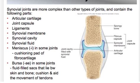 Human A P Chapter Flashcards Quizlet