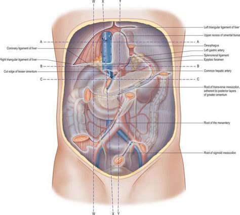 Peritoneum And Peritoneal Cavity Basicmedical Key