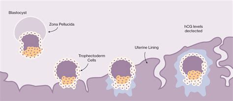 What To Expect After Embryo Transfer