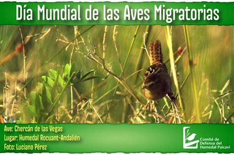Día Mundial de las Aves Migratorias Comité de Defensa del Humedal Paicaví