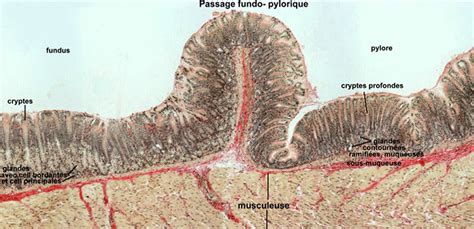 Préparations supplémentaires LABORATOIRE D HISTOLOGIE et D EMBRYOLOGIE