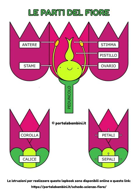 Le Parti Del Fiore Con Lapbook Portalebambini It Science Notes