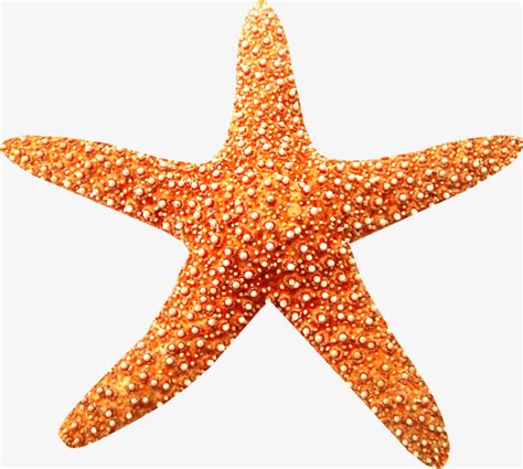 Estrella De Mar Aquatic Aquatic Adorno Imagen PNG Para Descarga Gratuita