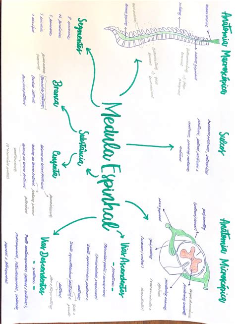 Sinapses Mapa Mental Neuroanatomia E Neurofisiologia Sexiz Pix Porn