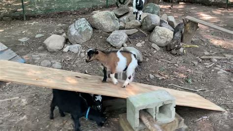Goat Seesaw Youtube