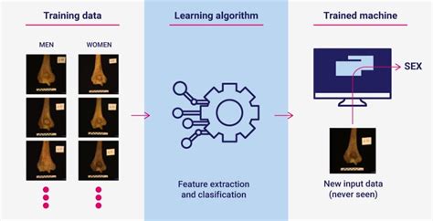 sex estimation from photographs of the ilium and humerus using deep learning techniques