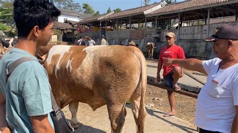 MAS GALIH NEGO ALUS SIMENTAL JUMBO PENAWARAN KURANG 40 Juta YouTube