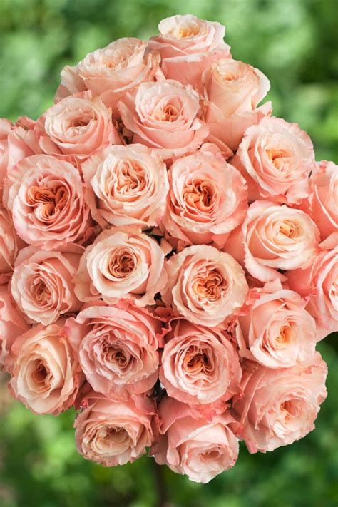Rose Color Meaning