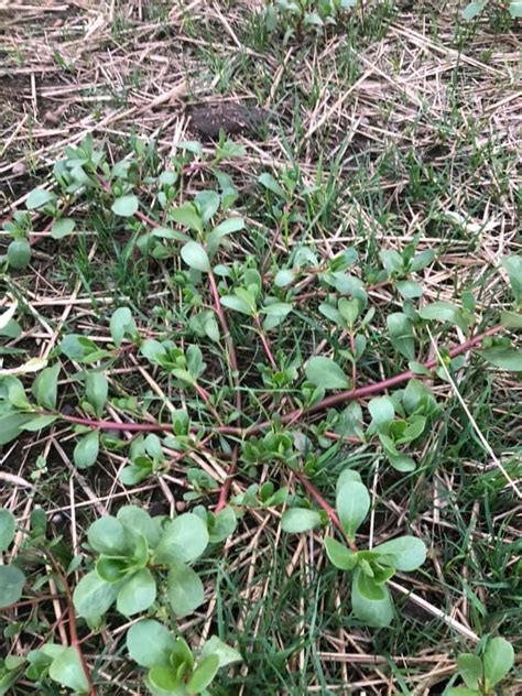 Purslane Vs Spurge Lawn Weeds Differences And Similarities Lawn Phix