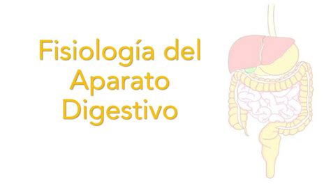 Fisiolog A Del Aparato Digestivo Med Share Lud Udocz