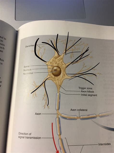 The Neuron Flashcards Memorang