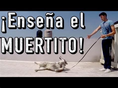 ENSEÑA EL MUERTITO a tu PERRO FÁCIL y RÁPIDO MartGon Blog sobre Perros