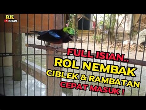 KOLIBRI NINJA GACOR FULL ISIAN ROLL NEMBAK CIBLEK RAMBATAN 99
