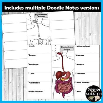 Digestive System Foldable Doodle Notes Tpt